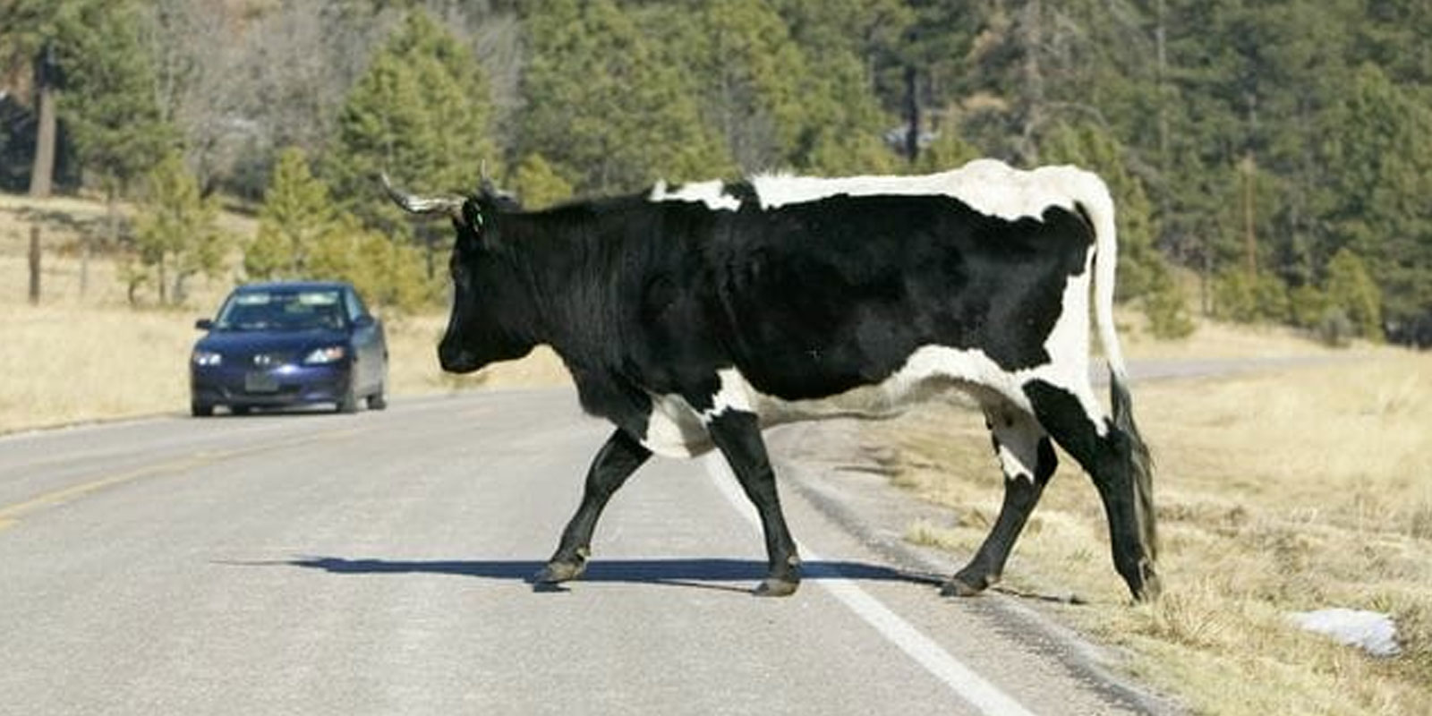 Roaming Livestock Crash How Do Open Range Laws Affect Liability Roaming Livestock Crash How Do Open Range Laws Affect Liability